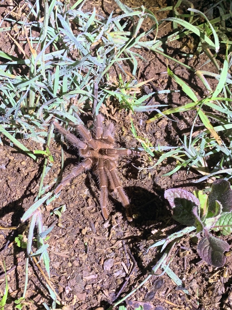 king baboon spider from Kajiado South, Kajiado, Kajiado, KE on March 28 ...