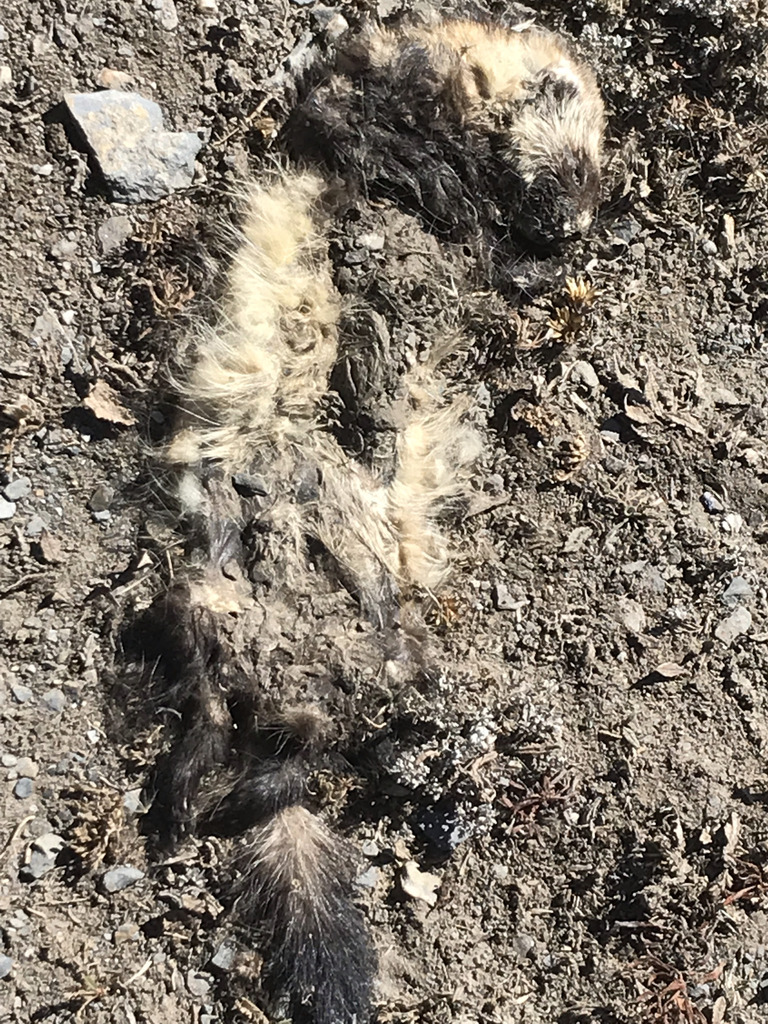 Chinese Steppe Polecat (Mustela eversmanii admirata) - Know Your Mammals