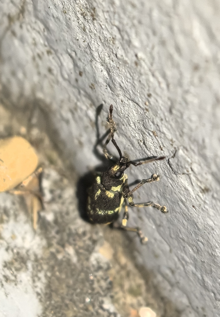 Myllocerinus from 福建省漳州市华安县马坑乡944乡道 on June 27, 2025 at 09:57 PM by ...