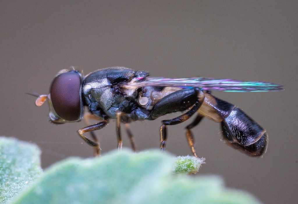 Thick-legged Hover Fly from S Belle Ave, Corona, CA, US on September 28 ...