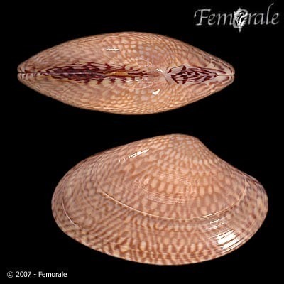 Paphia textile · iNaturalist