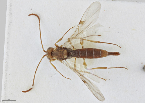 Archaeoteleia chambersi · iNaturalist