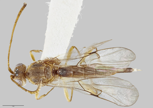 Archaeoteleia onamata · iNaturalist United Kingdom