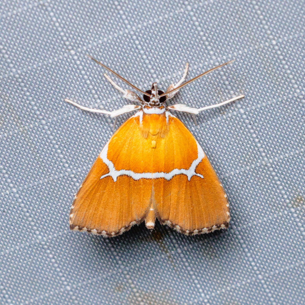 Catada agassizi from Jalan Girdle, Bukit Fraser, 49000 Bukit Fraser ...