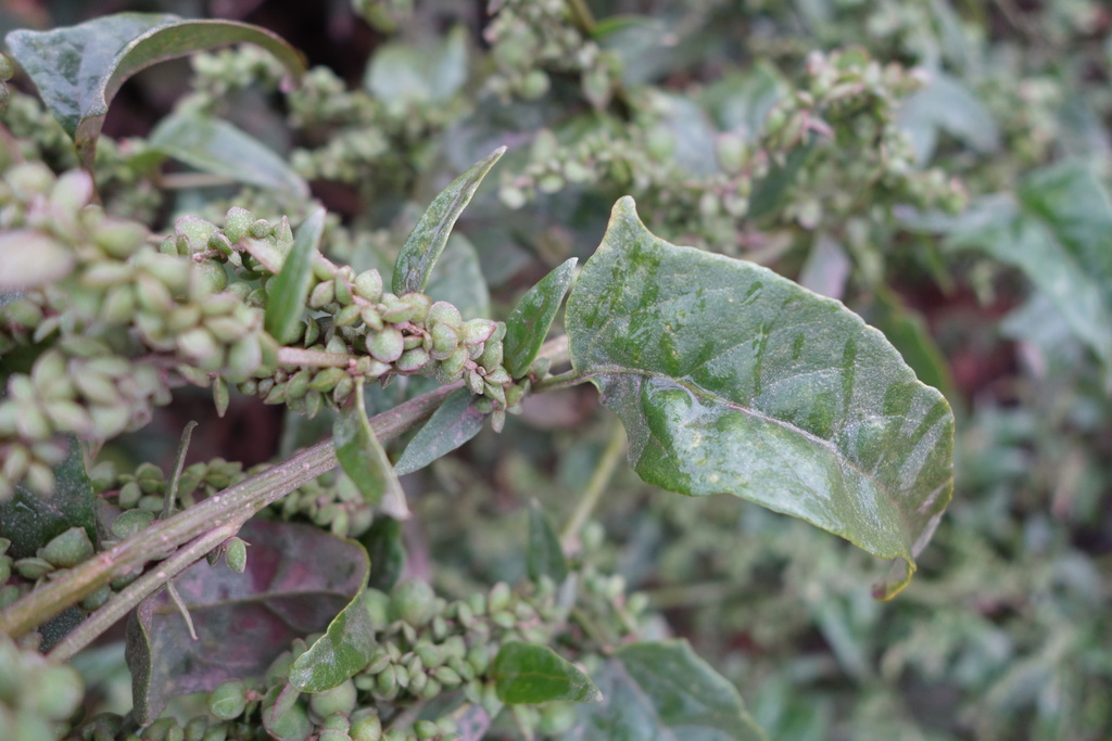 Atriplex prostrata latifolia (003 Spickzettel grün blühende ...