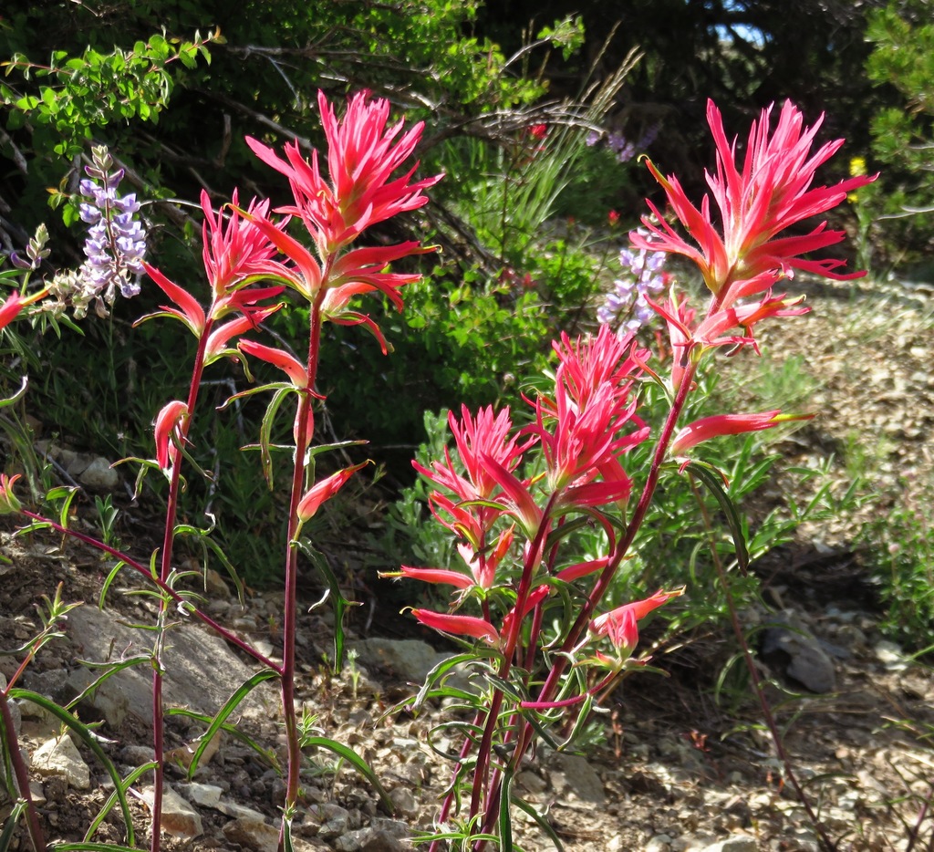 Wyoming Paintbrush from Mono County, CA, USA on July 1, 2018 by ...