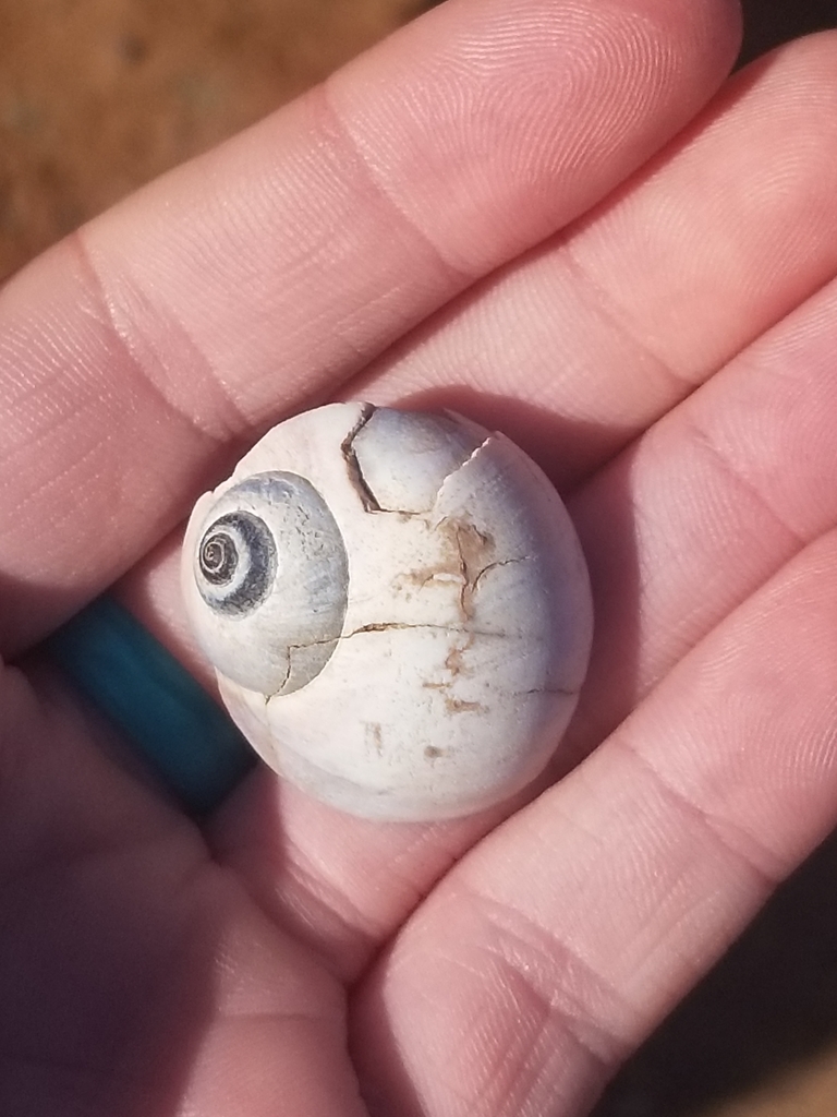 Northern Moon Snail from Grand Pré, NS B0P 1M0, Canada on September 29 ...