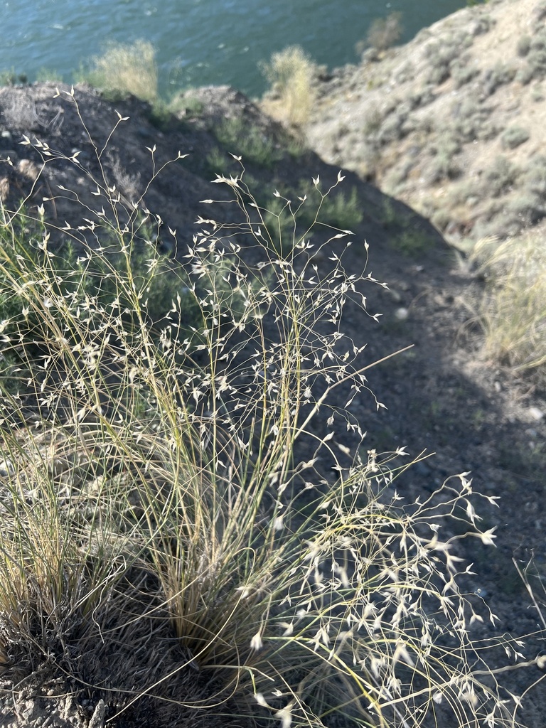 Eriocoma hymenoides (Sand Ricegrass) - plant details - WorldFloraDB