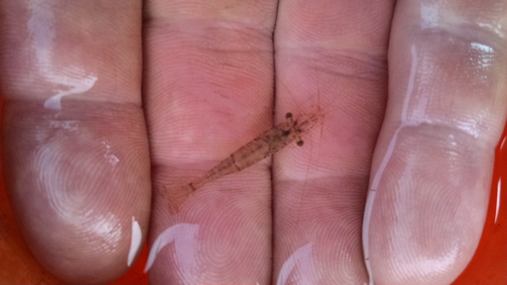 Mississippi Grass Shrimp from Chisago County, MN, USA on August 20, 2017 at 04:22 PM by holly ...