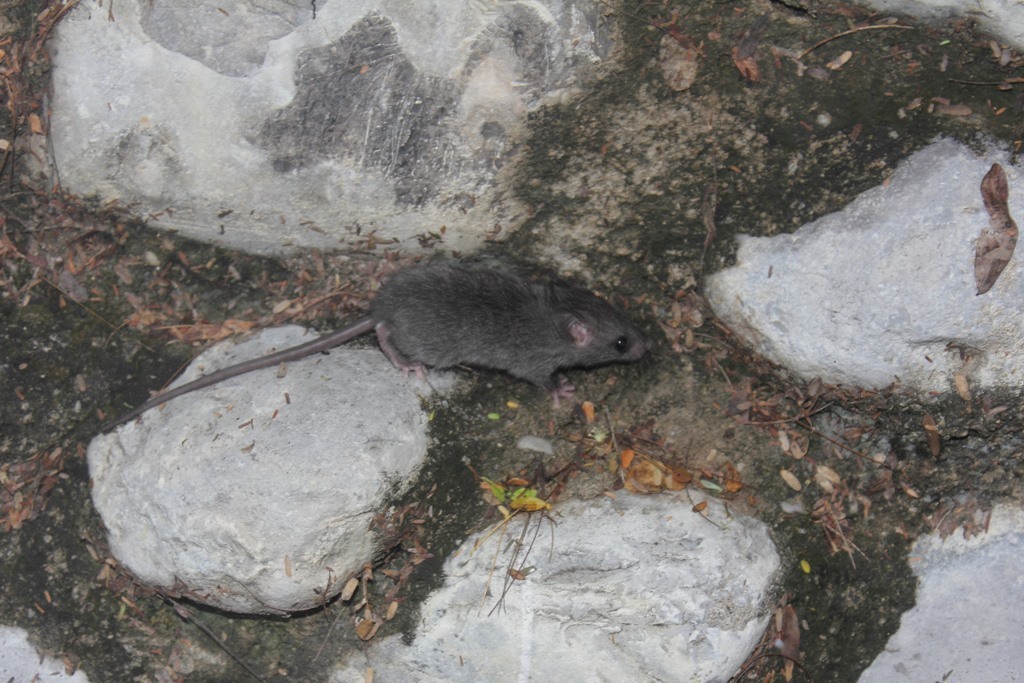 (Oryzomys couesi aquaticus) - Know Your Mammals