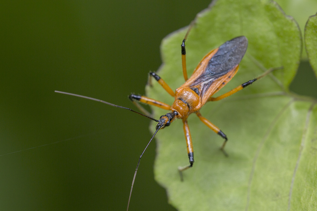 Flower Assassin Bugs from Labrador Park, Singapore on October 20, 2016 ...