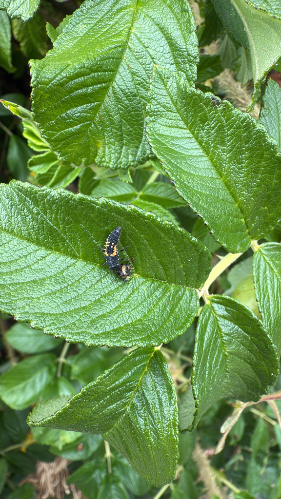 Asian Lady Beetle from Expedia Group Way W, Seattle, WA, US on June 28 ...