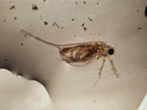 (Daphnia laevis)