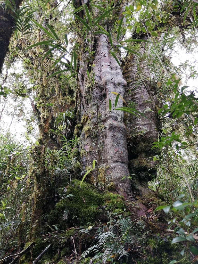 Prumnopitys standleyi in September 2019 by Michelle Monge-Velazquez ...