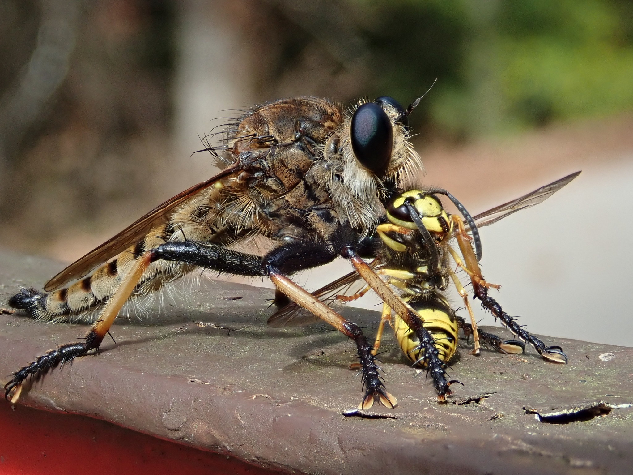 Giant Robber Fly