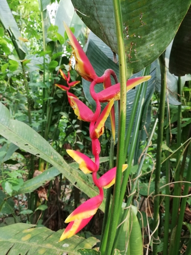 Heliconia marginata · iNaturalist