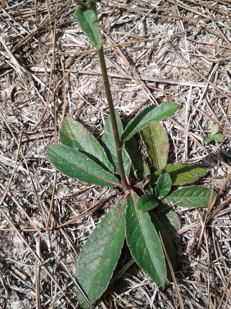 Smooth Elephant's Foot (Elephantopus nudatus) - Botanical Realm