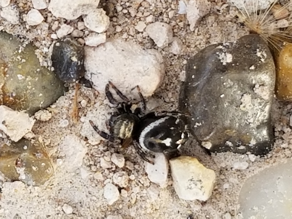 Bold Jumping Spider from 2421 South Conway Ave, c/o office, Mission, TX ...