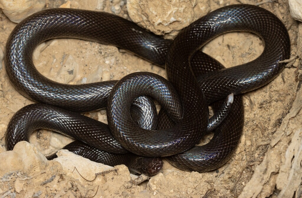 Israeli Mole Viper in June 2025 by משה נאמן · iNaturalist