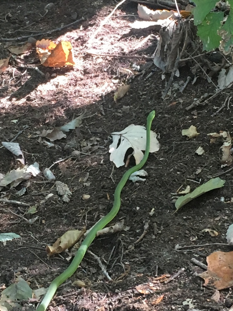 Rough Greensnake in September 2019 by michaela_maple · iNaturalist