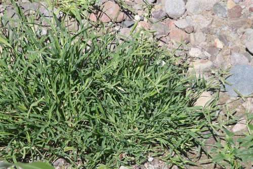 Crowsfoot Grasses (Genus Dactyloctenium)#N# · iNaturalist Guatemala