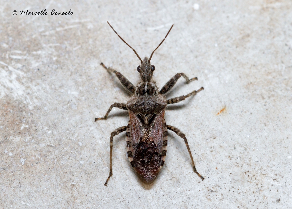 Coranus griseus (Réduves d'Alsace) · iNaturalist