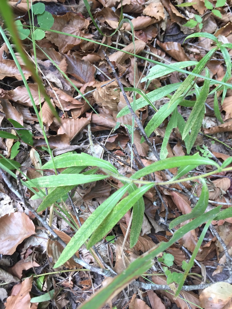 narrowleaf sunflower in September 2019 by John Kees. With H ...