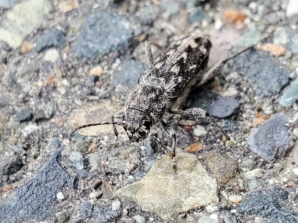 Cucujiform Beetles in June 2025 by Emily · iNaturalist