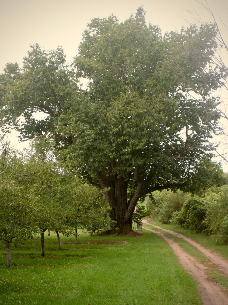 American chestnut in September 2019 by Dwight Baker. Michigan's largest ...