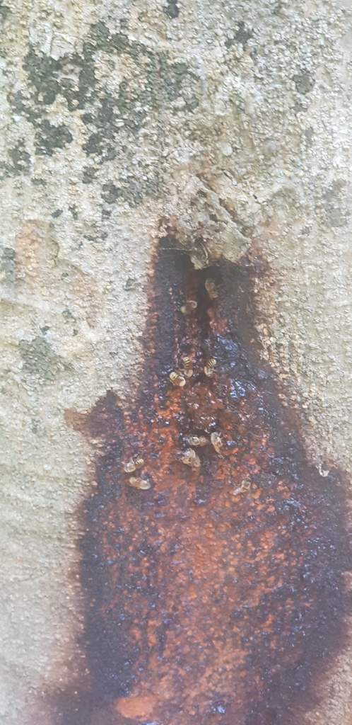 Mayan Melipona from 24652 Camp., México on February 12, 2021 at 12:51 ...