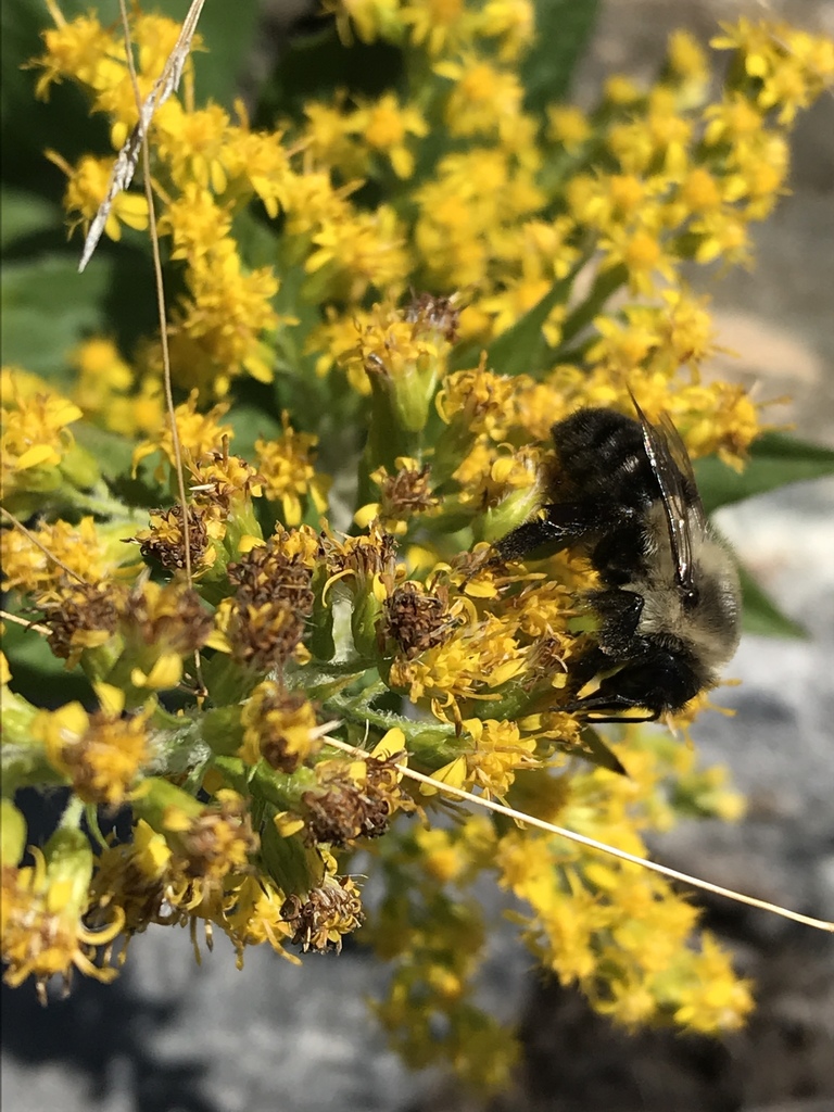 Common Eastern Bumble Bee from Greater Sudbury / Grand Sudbury, ON, CA ...