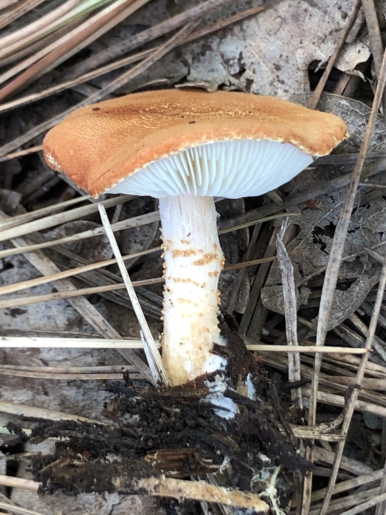 cinnabar powdercap from Coconino County, US-AZ, US on September 29 ...