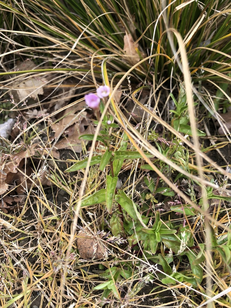 willowherbs from Faringdon Boulevard, Rolleston, Canterbury, NZ on ...