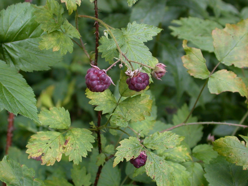 Rubus × neglectus (Rubus of Minnesota) · iNaturalist