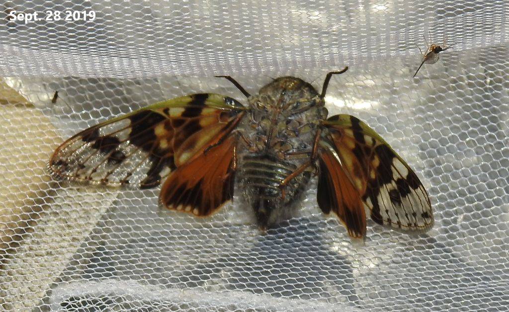 Suisha coreana from 800 Bonghwa-ro, Anheung-myeon, Hoengseon, Gangwon ...