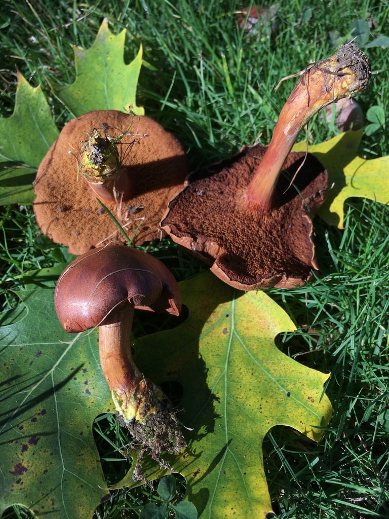 Peppery Bolete from Corvallis, OR, USA on September 25, 2019 at 04:13 ...
