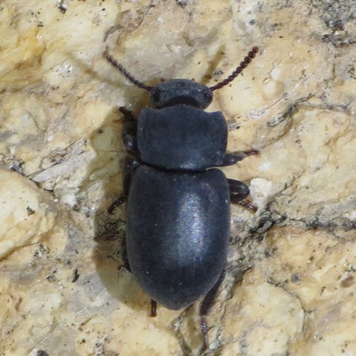 Conibius gagates · iNaturalist United Kingdom