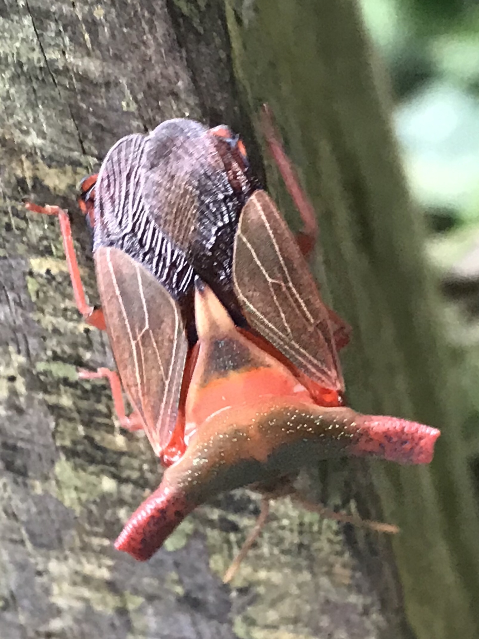 Pygoplatys Dallas, 1851