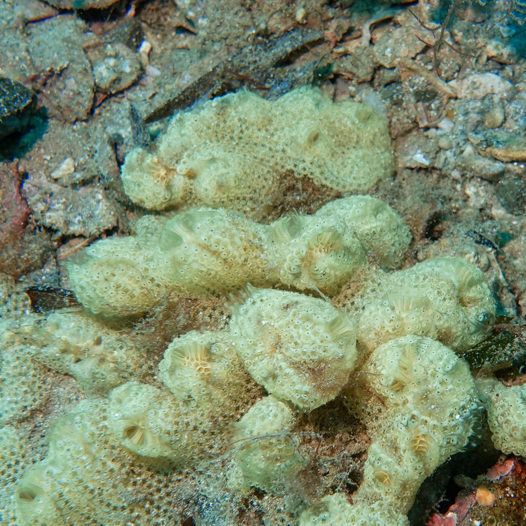 Botrylloides anceps from South Australia, Australia on March 20, 2019 ...