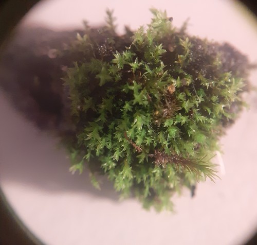 Variety Barbula convoluta convoluta · iNaturalist