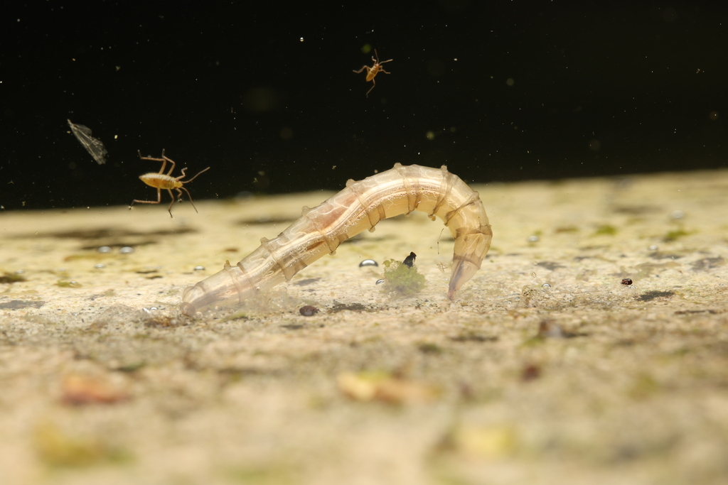 Horse and Deer Flies from White River Gardens, 1200 W Washington St ...