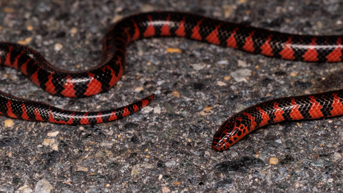 Mudsnake (Farancia abacura) - Snakes and Lizards
