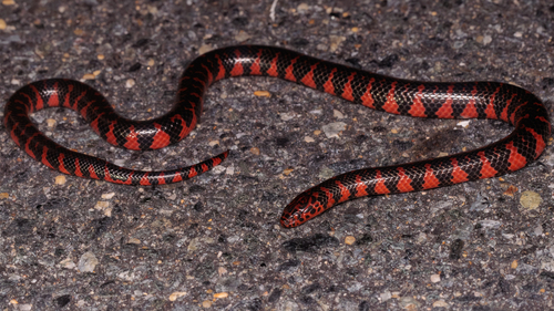 Mudsnake (Farancia abacura) - Snakes and Lizards