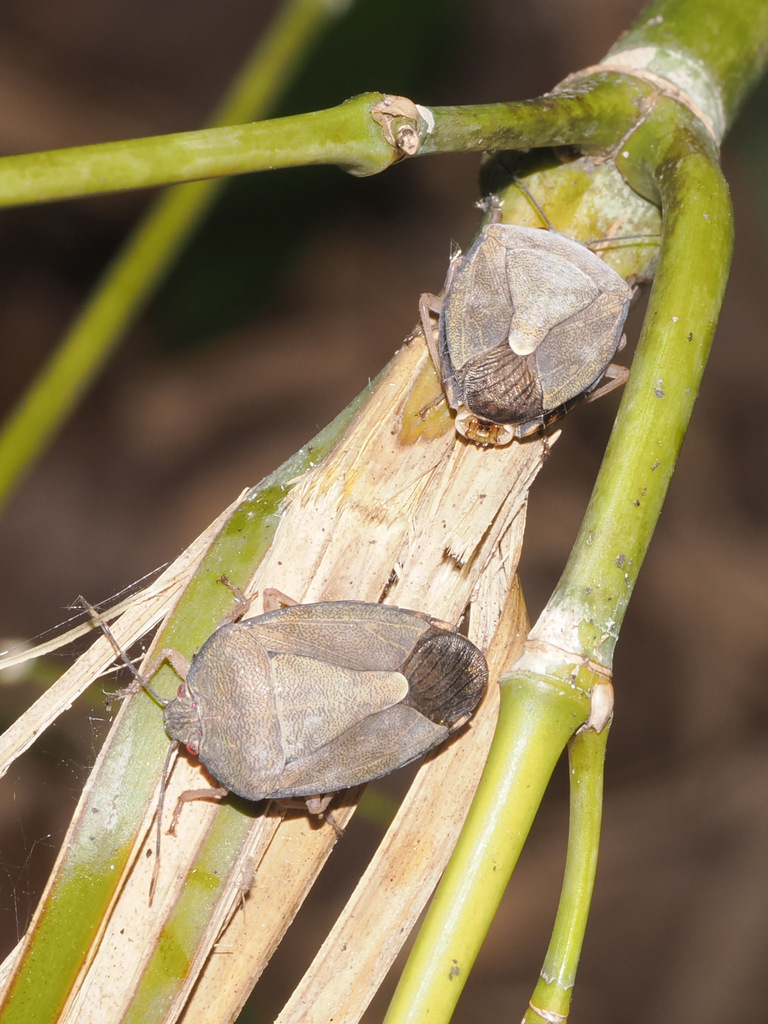 Hippotiscus dorsalis from 中国浙江省杭州市西湖区 on June 29, 2025 at 08:07 PM by ...