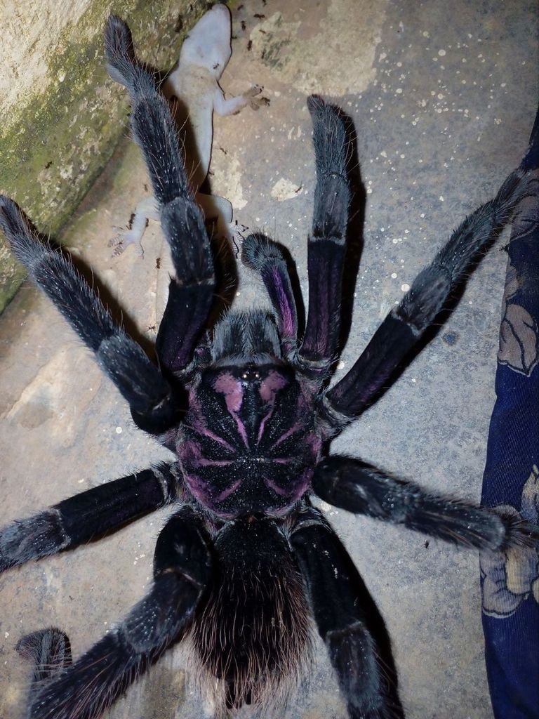Amazon Blue Bloom Tarantula in September 2019 by Carlos Andrés Chiriví ...