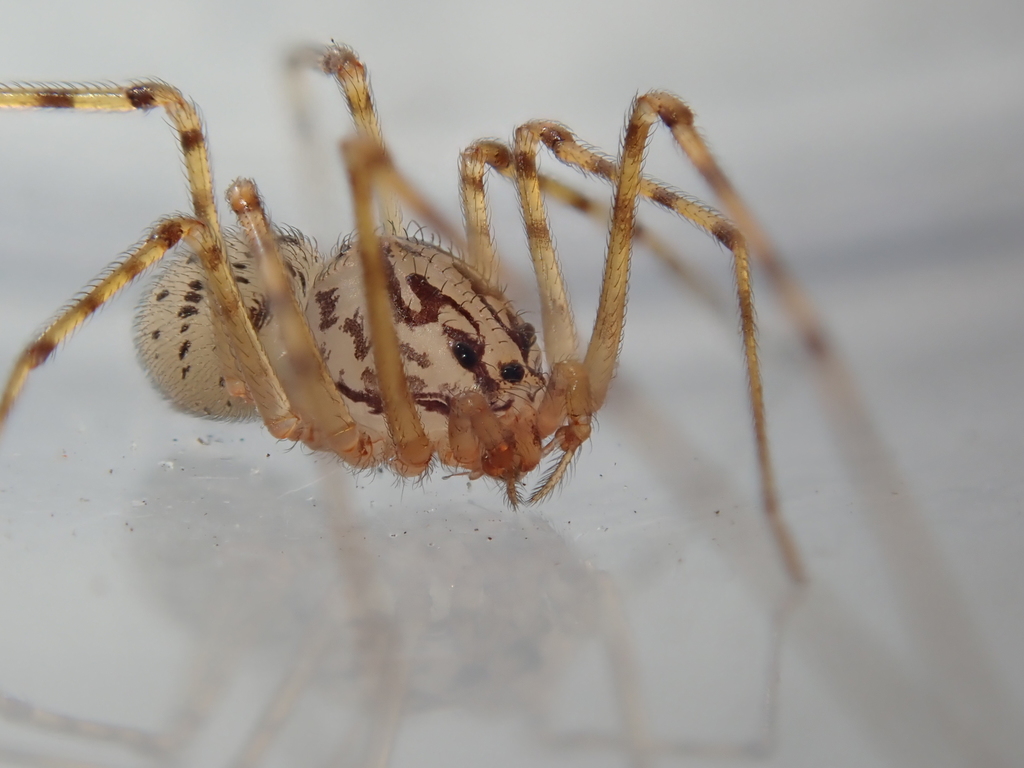 Common Spitting Spider in September 2019 by Alexis · iNaturalist