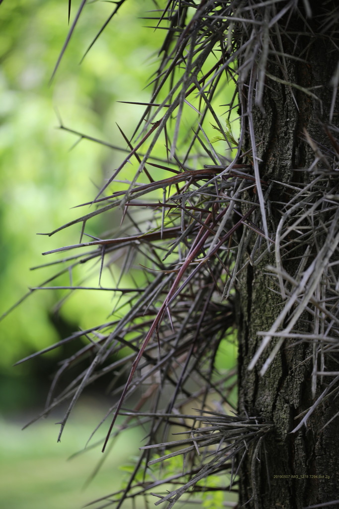 Chinese honey locust (Gleditsia sinensis) - Botanical Realm