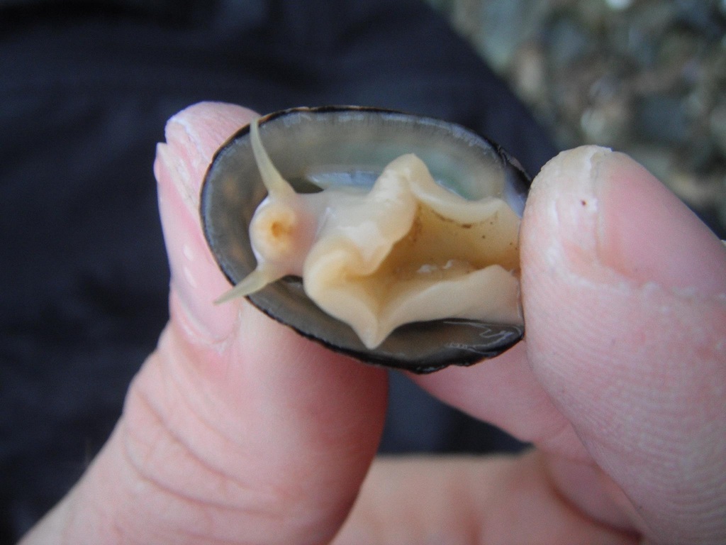 Shield Limpet from Unalaska, AK, USA on July 10, 2012 at 12:15 PM by ...