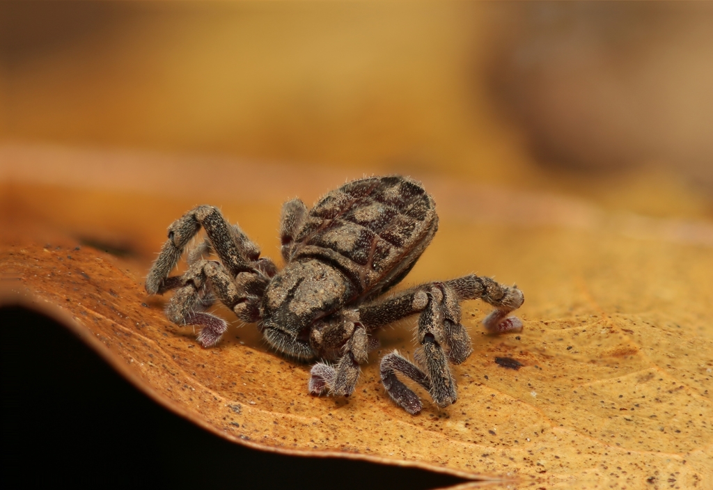 Cryptocellus from Pracuúba - AP, 68918-000, Brasil on December 4, 2016 ...