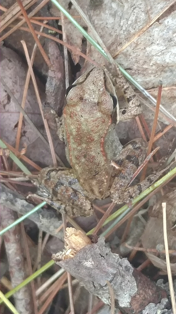 Wood Frog from South Hooksett, Hooksett, NH, USA on September 30, 2019 ...